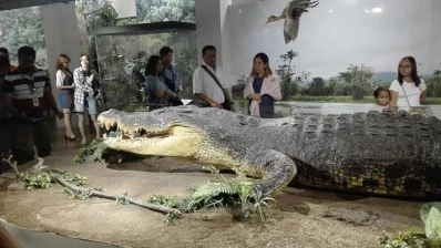Echoes of the Ancient: My Afternoon with Lolong and the Treasures of NMNH