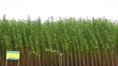 Jute Plant Field