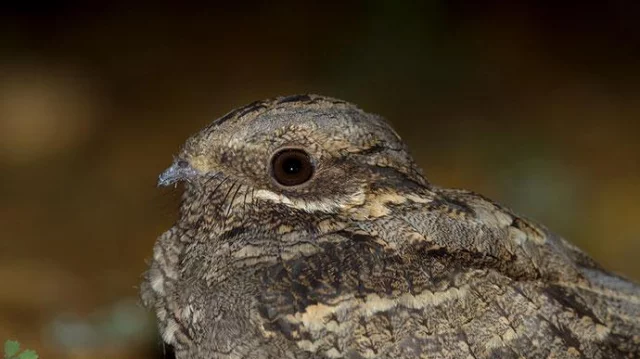 Night Bird