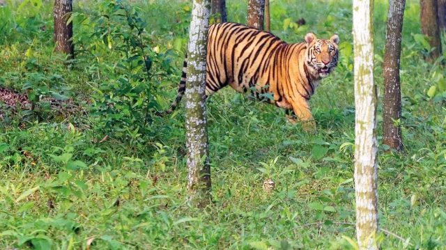 Royal Bengal Tiger Attack Wallpaper Royal Bengal Tiger Photos,