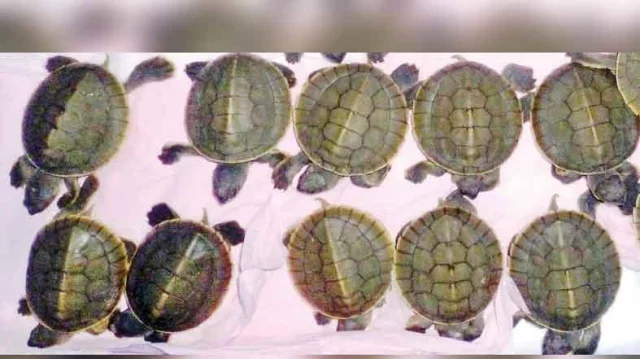 Turtle Born Without Shell