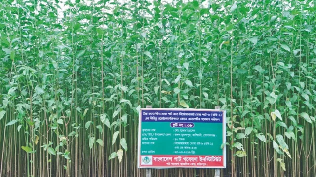 Cash Crops Jute Whither Now For Jute Wither? Emergence Of A New