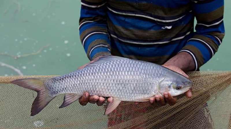 Rohu Fish