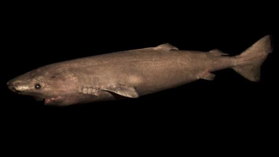 400-year-old Greenland shark ‘longest-living vertebrate’