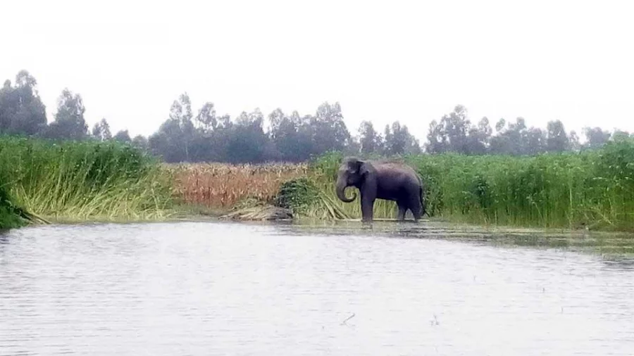 Indian team leaving without rescuing the wild elephant
