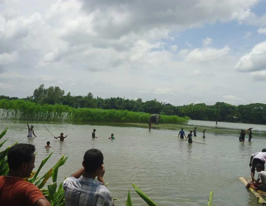 Indian team leaving without rescuing the wild elephant