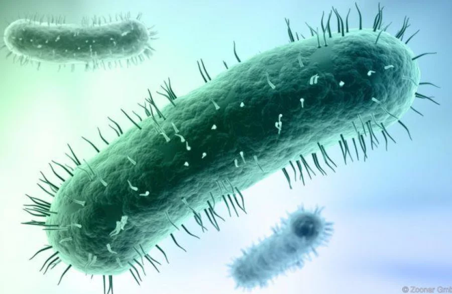 The strange flying animals you've never heard of