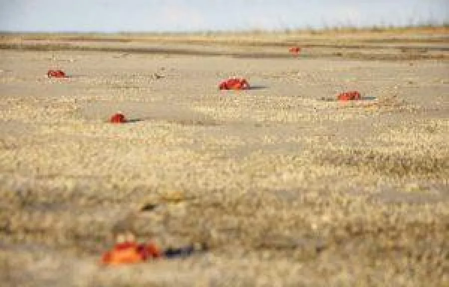 In the land of red crabs