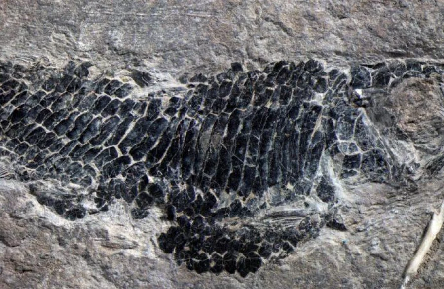 The strange flying animals you've never heard of