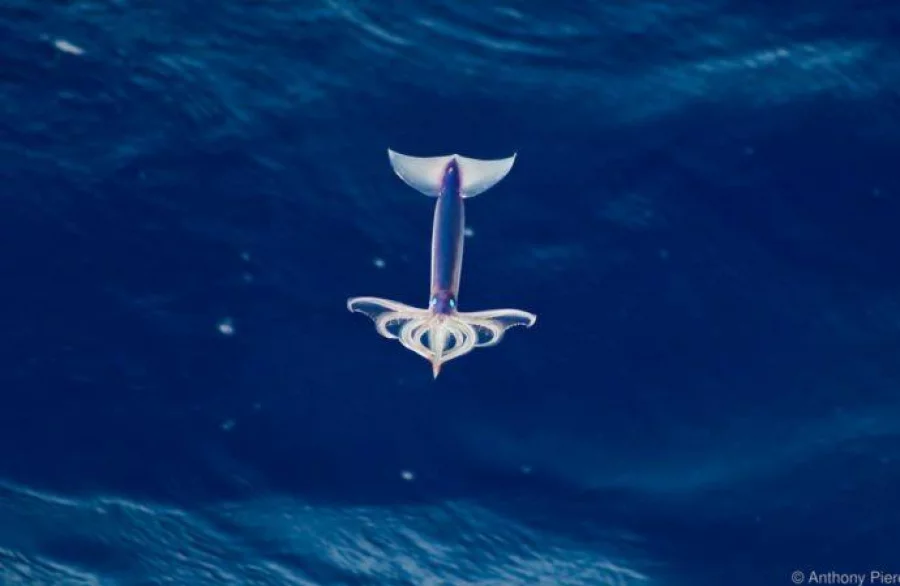 The strange flying animals you've never heard of