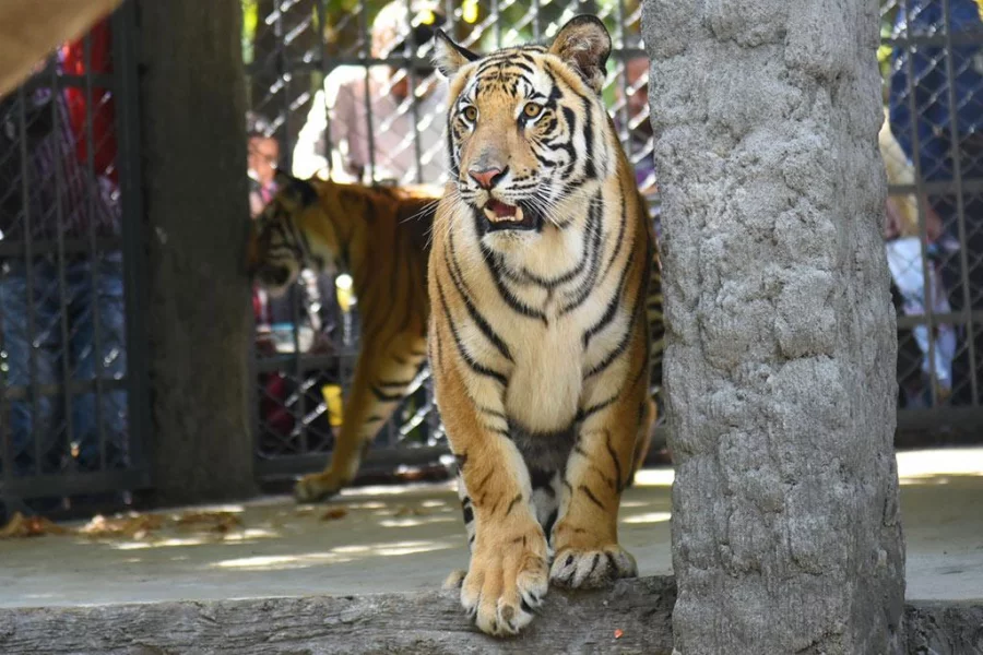 Chittagong zoo acquires 2 Bengal tigers from South Africa