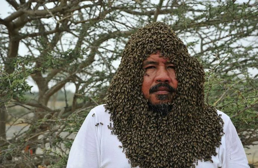 Saudi man aims to break bee bearding world record