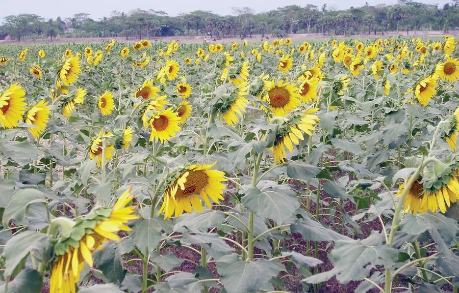 For the love of nature