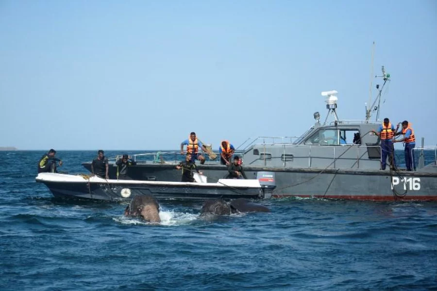 Watch: How Lankan navy rescues drowning elephants from mid sea