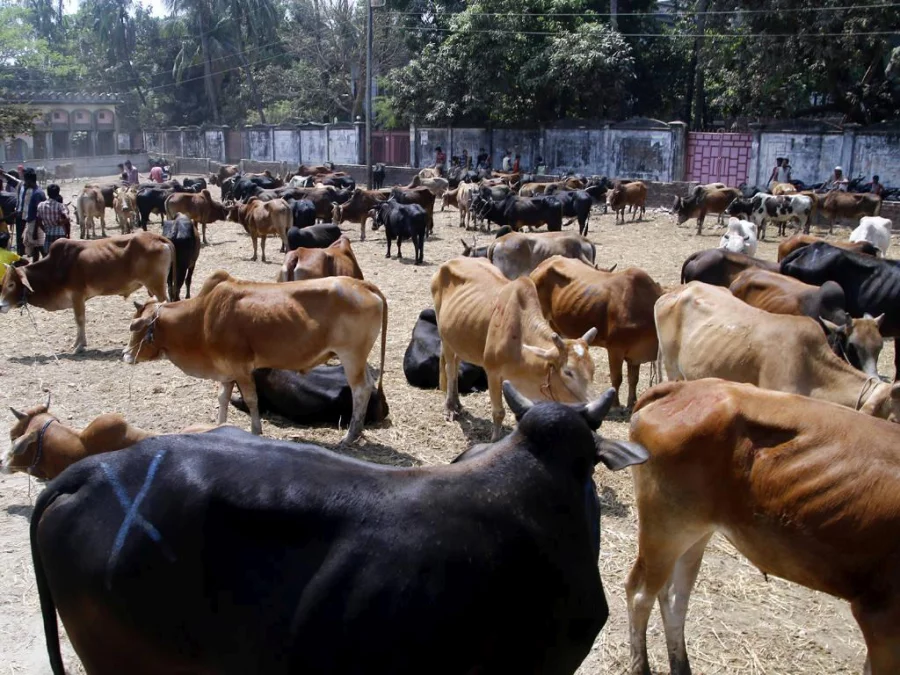 Cattle import from Myanmar unfettered by Rohingya crisis