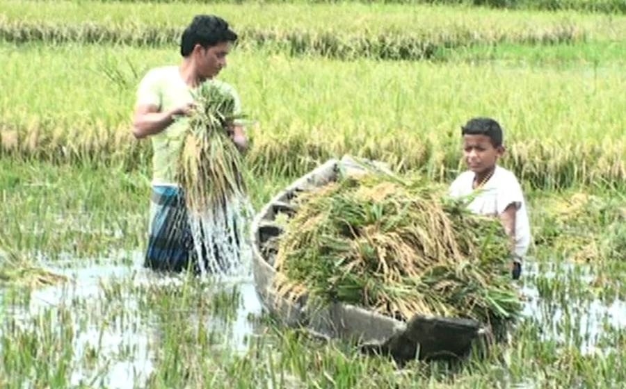 Submerged paddy fields: ‘If the rain continues, we will be devastated’