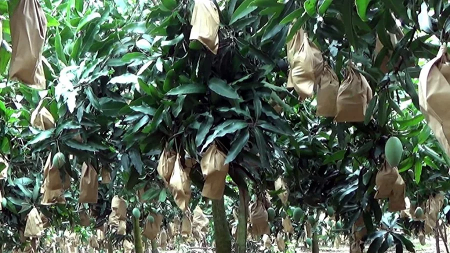 Farmers profit by fruit bagging mangoes in Naogaon
