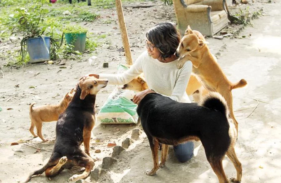 Cruelty against stray animals persists