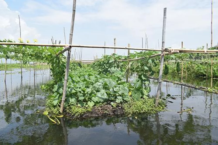 Floating vegetable farming gains popularity in Char areas