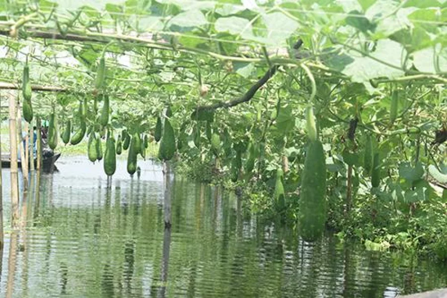 Floating vegetable farming gains popularity in Char areas