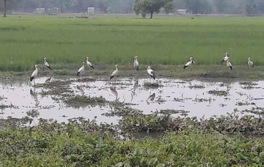 Chatter of ‘guest birds’ echo in the beels of Tangail