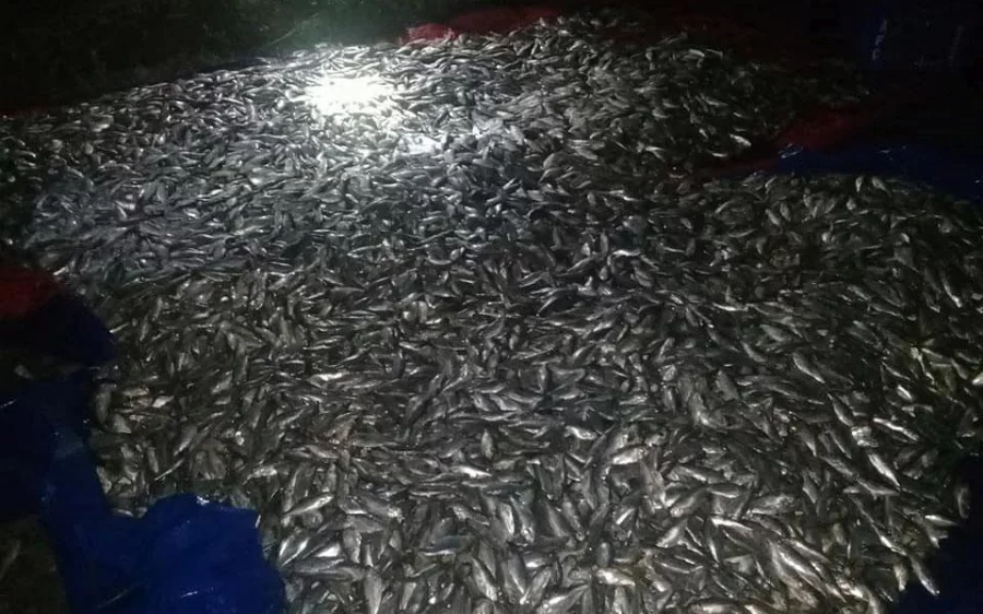 Over 6000kg jatka, fishing nets worth Tk16.17cr seized over a month in ...