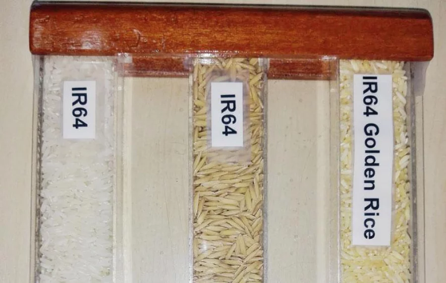 Rice science’s coming of age