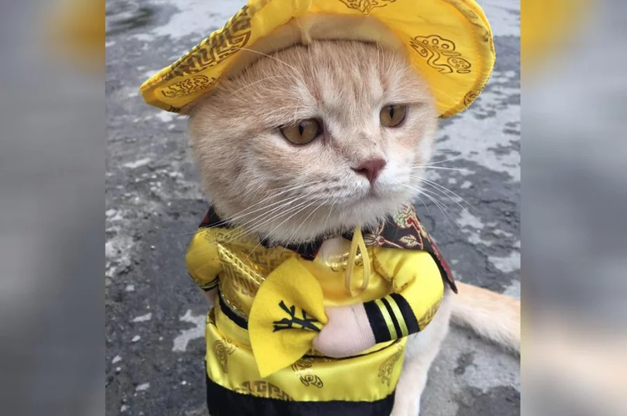 Cat Named Dog Most Popular Dog And Cat Names According To Pet