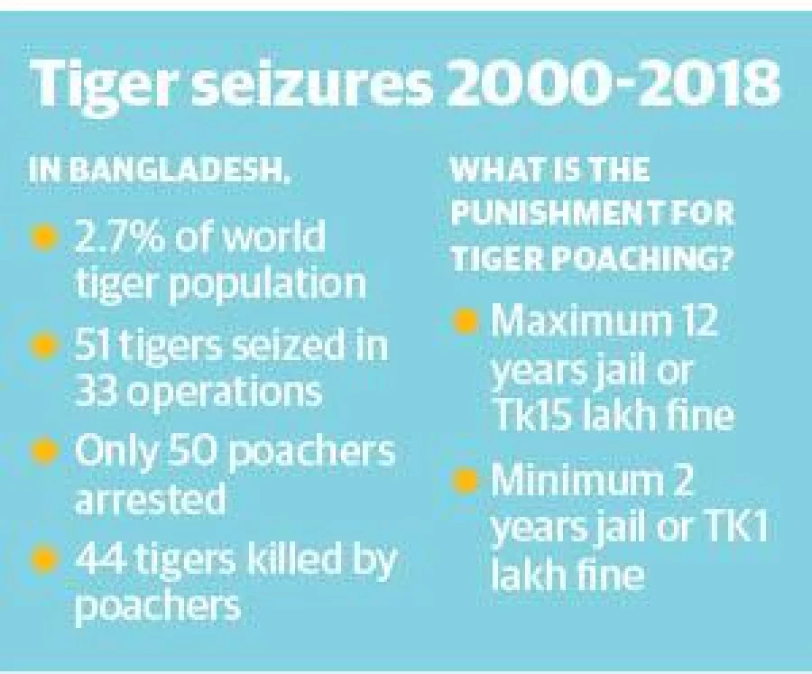 Is poaching behind low tiger population in Bangladesh?
