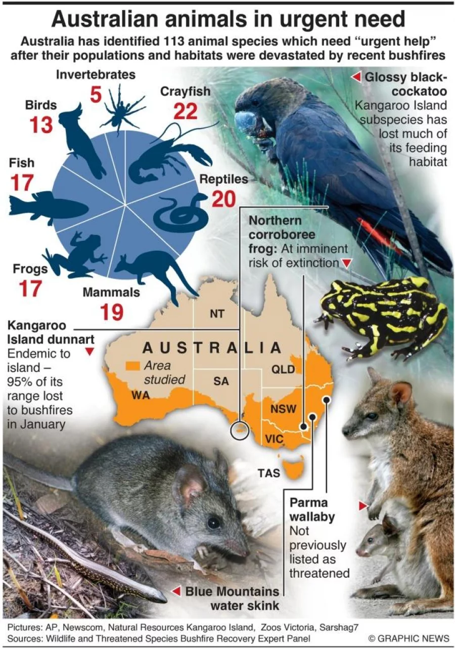 Infographic: Australia's bushfires brought 113 species closer to extinction
