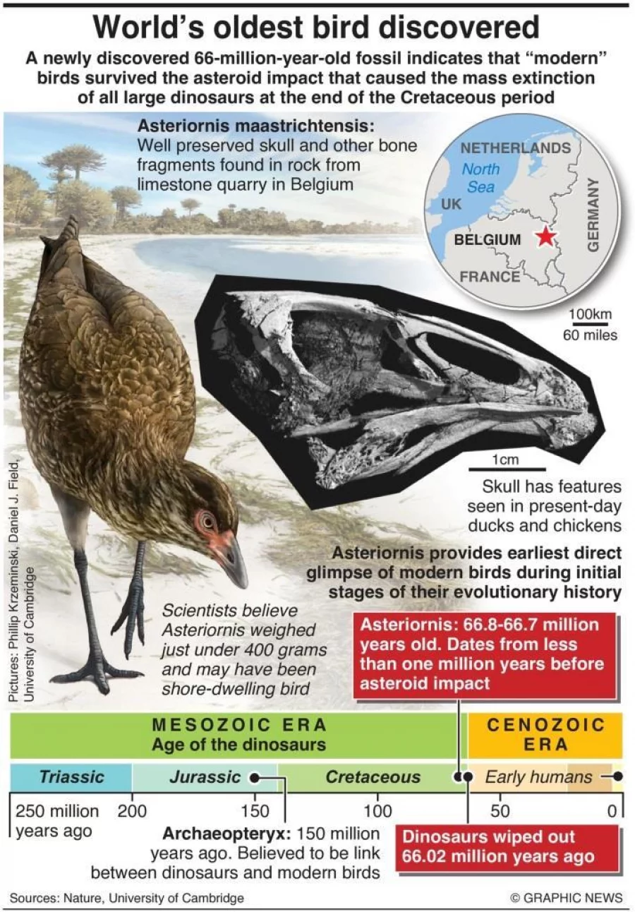 'Wonderchicken' fossil from Belgium reveals dawn of modern birds