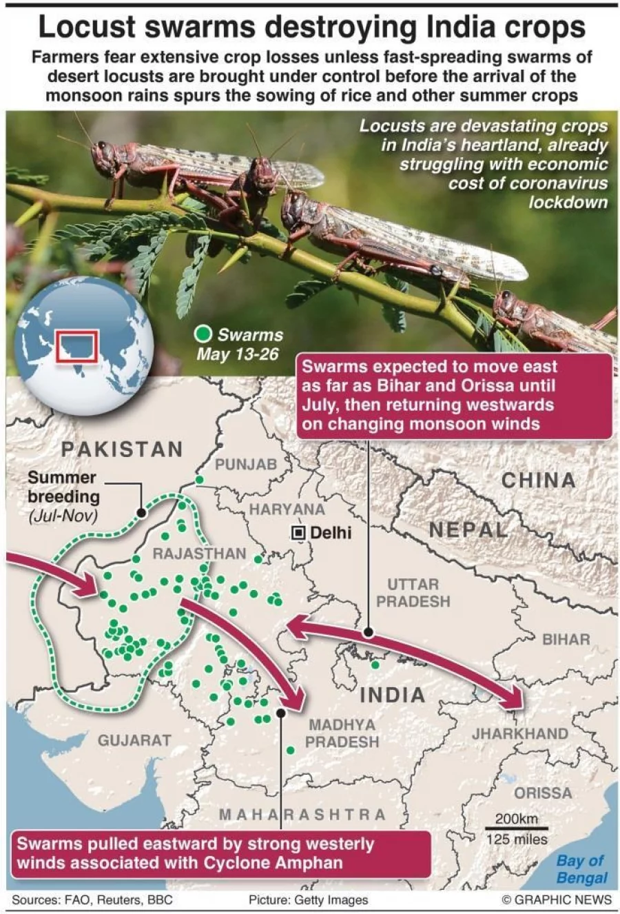 Infographic: Locust swarms destroying India crops