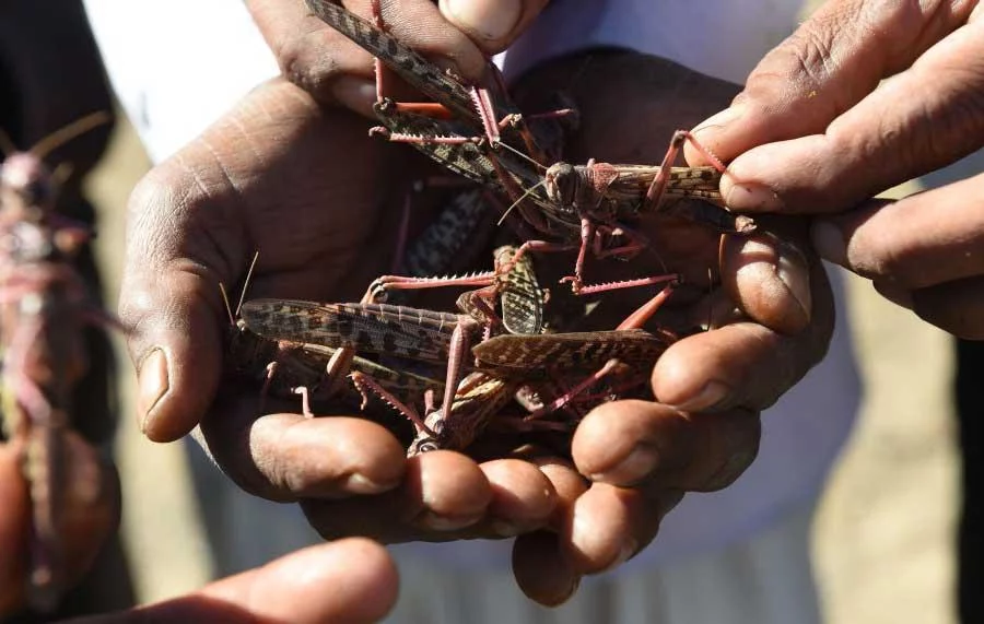 Worst attack in 27 years: Swarms of locusts destroy crops in several ...