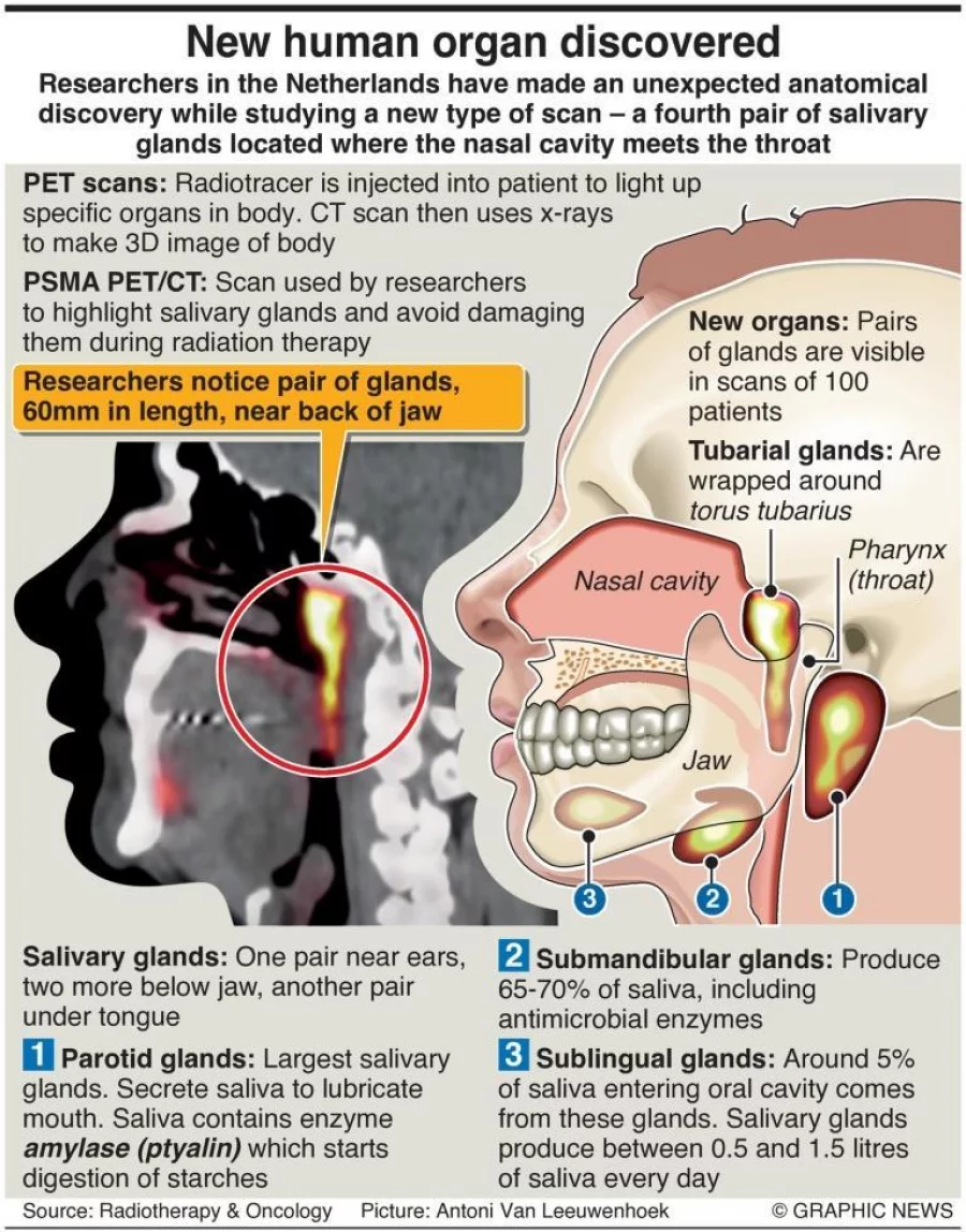 Salivary Glands What Is Salivary Gland Cancer? | Canadian Cancer