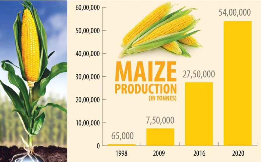 Amazing maize success