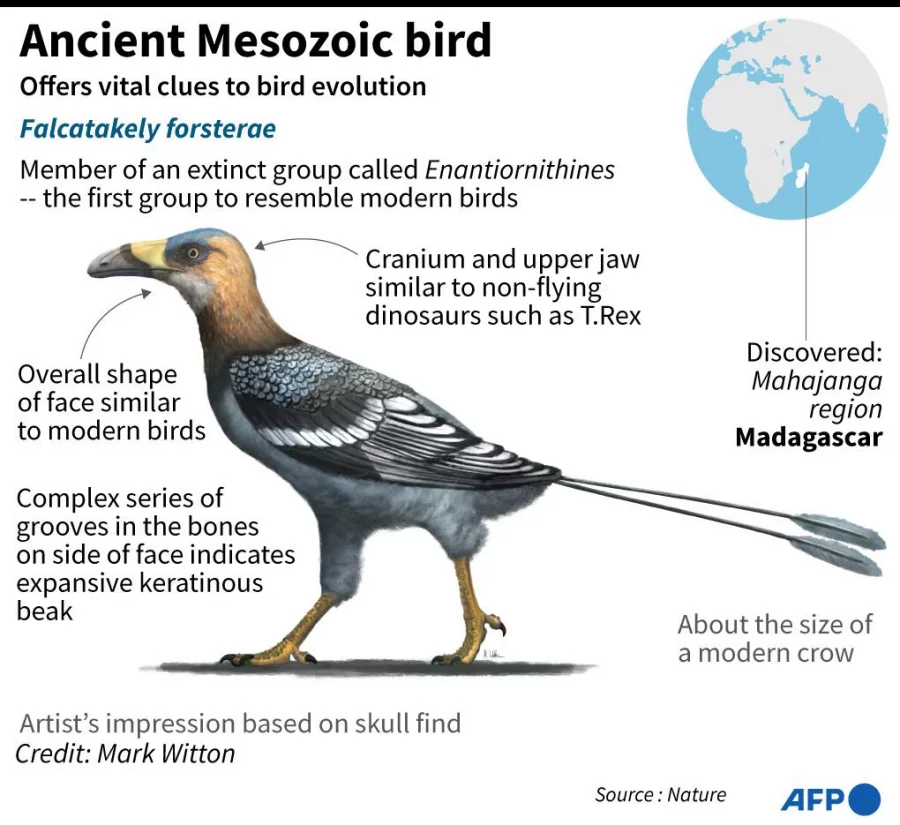 Fossil reveals buck-toothed toucan that lived with dinosaurs