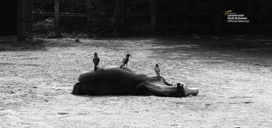 Mahde Hasan: Urban poet in our midst