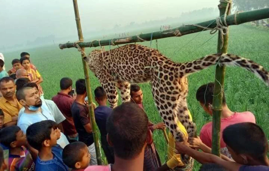 Leopard caught in live wire trap dies in Nilphamari