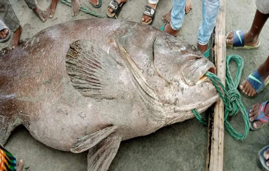170kg boal poa fish caught in Teknaf