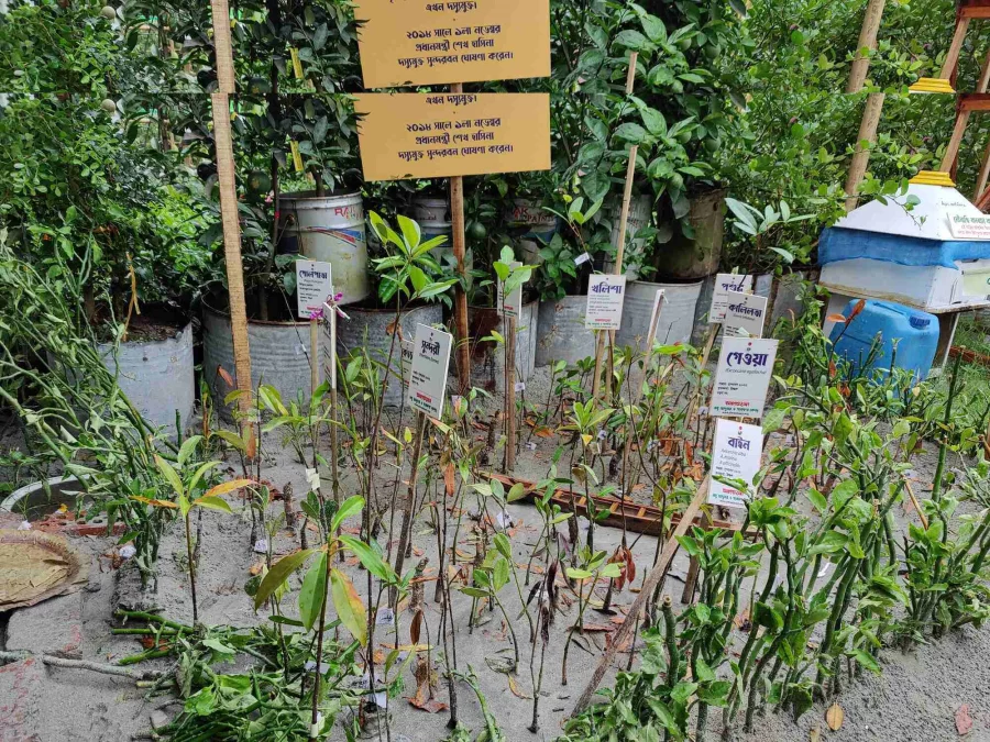 National Tree Fair attracts enthusiasts | Dhaka Tribune