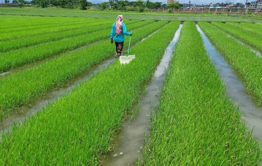 How simple technology made insecticide use redundant