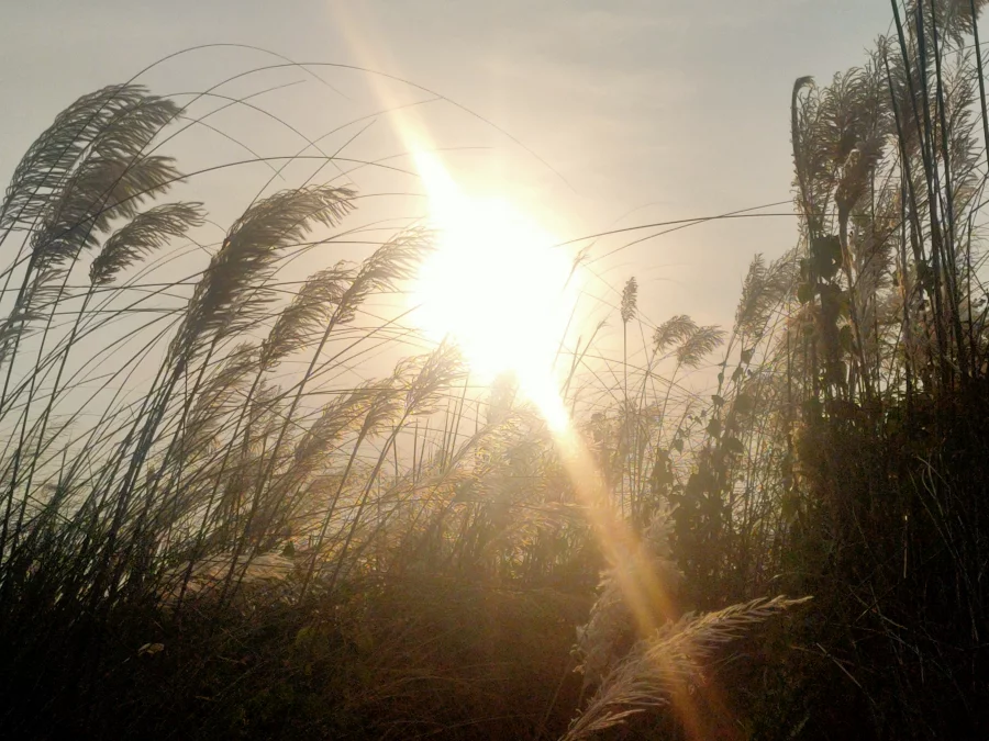 Autumn beauty: Catkin flowers fascinate people of Kushtia