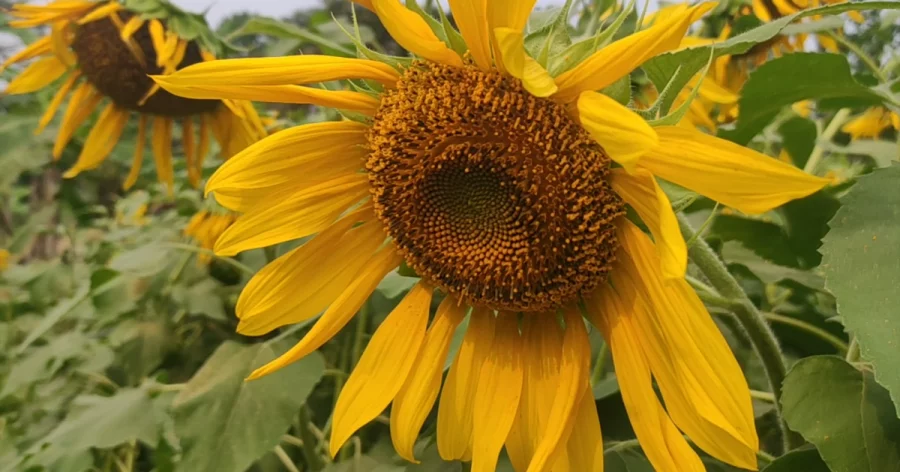 Sunflower cultivation on fallow land brings ray of hope