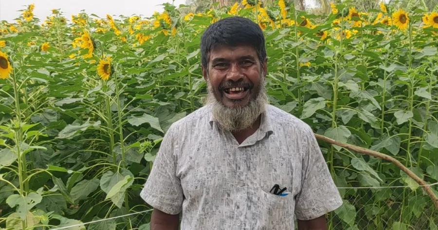 Sunflower cultivation on fallow land brings ray of hope