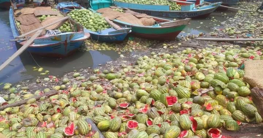 Monsoon rain damaged watermelon cultivation in southern region of Barisal