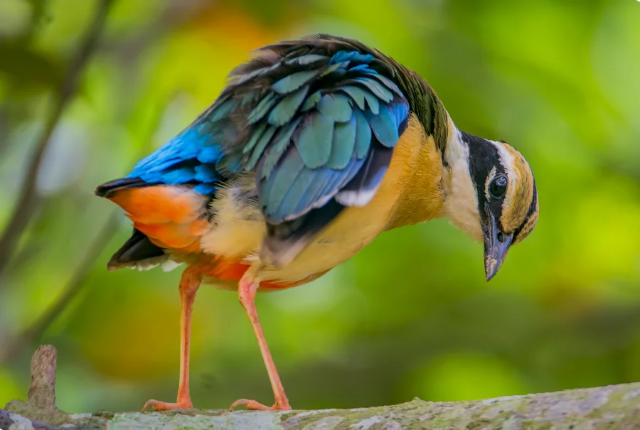 Indian Pitta: A lovely, colourful guest bird