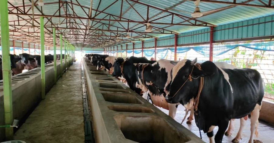 Thriving Manikganj agro farms prepared for Eid-ul-Azha