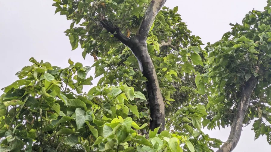 Water gushing out of Dhamrai tree surprises locals