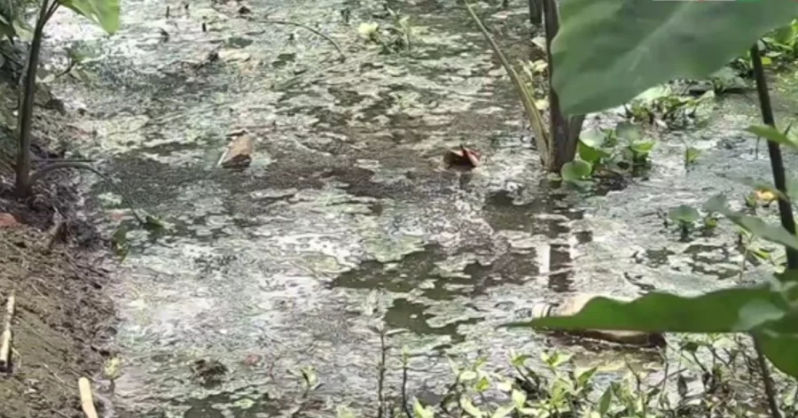 Rice mill waste pollution goes unchecked in Kushtia