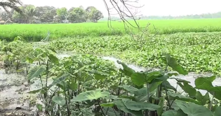 Rice mill waste pollution goes unchecked in Kushtia
